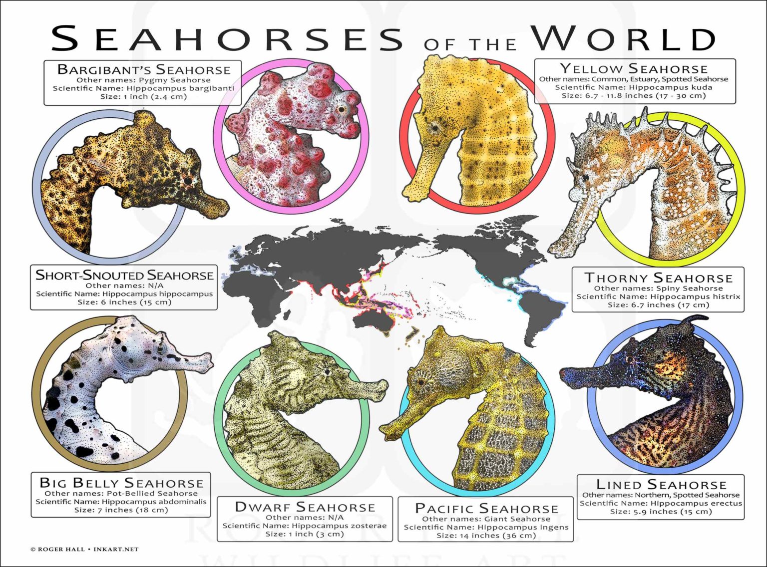 Seahorses of the World Poster Print