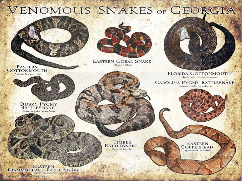 Snakes of Arkansas Poster Print
