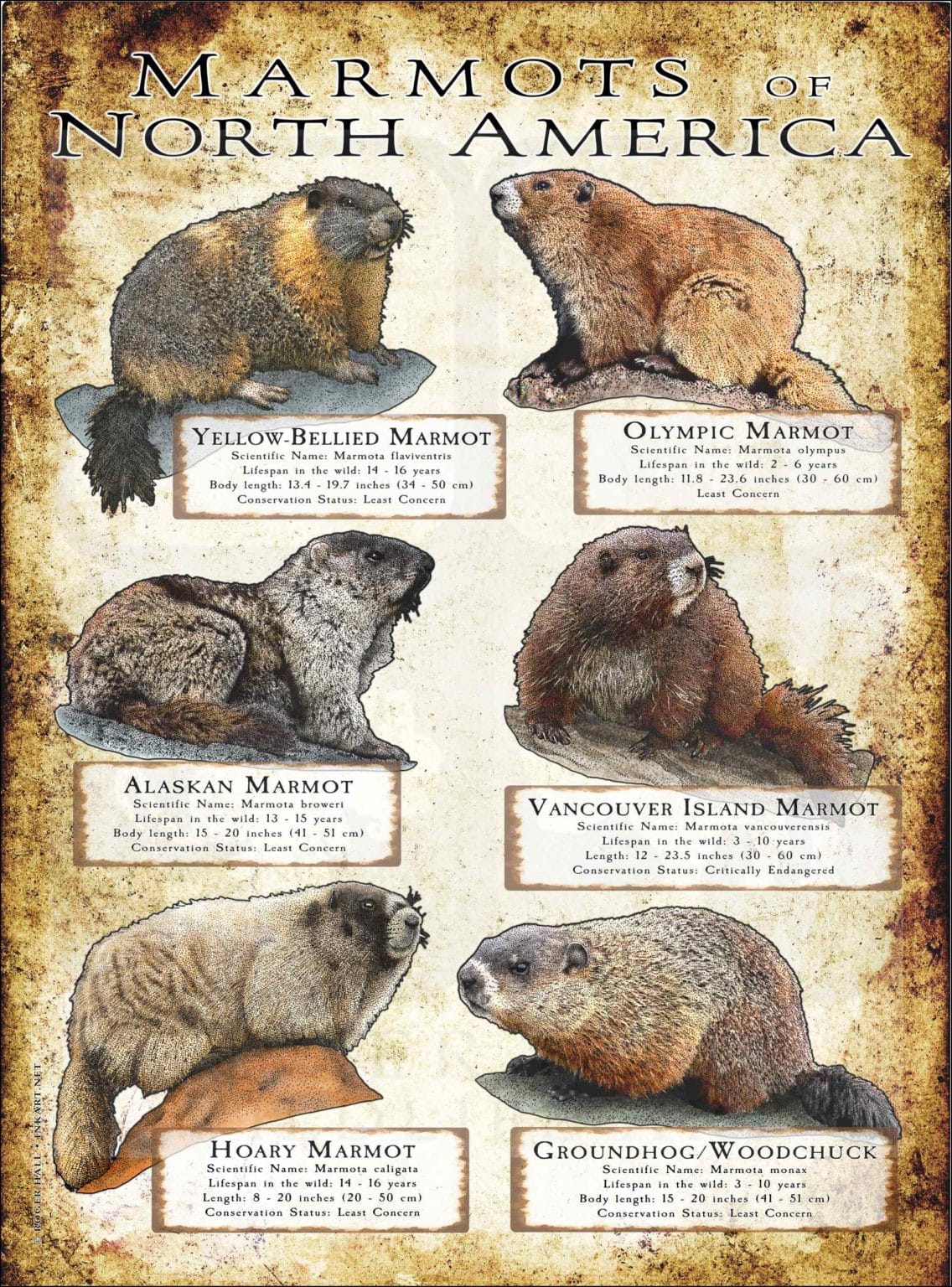 Marmots of North America Poster Print