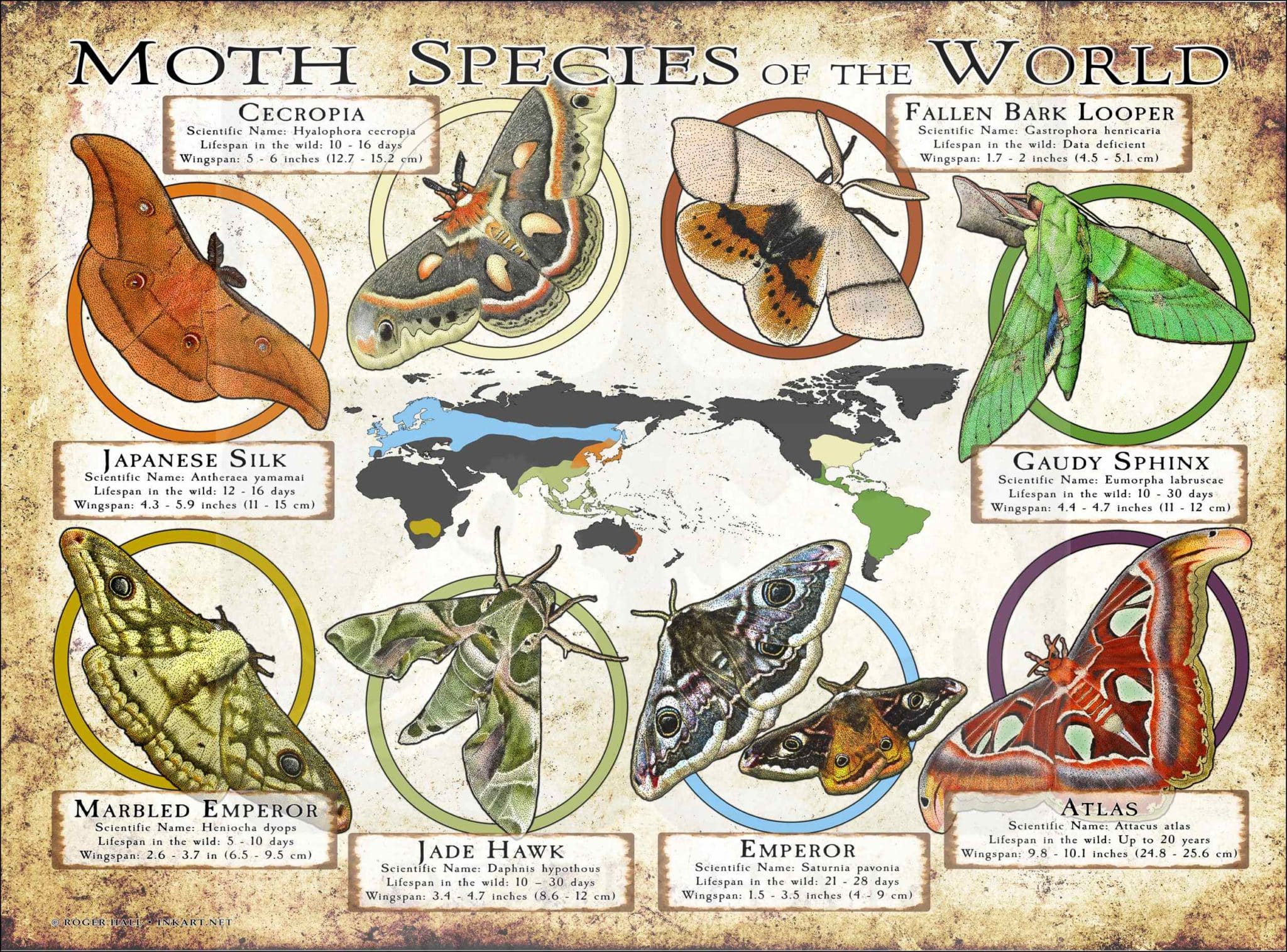 Moth Species of the World Poster Print