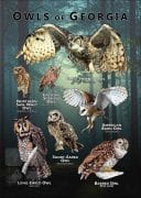 Stingray Species of the World Poster Print