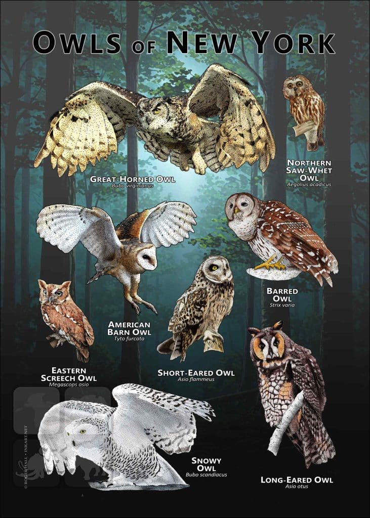 Owls of New York State Poster Print
