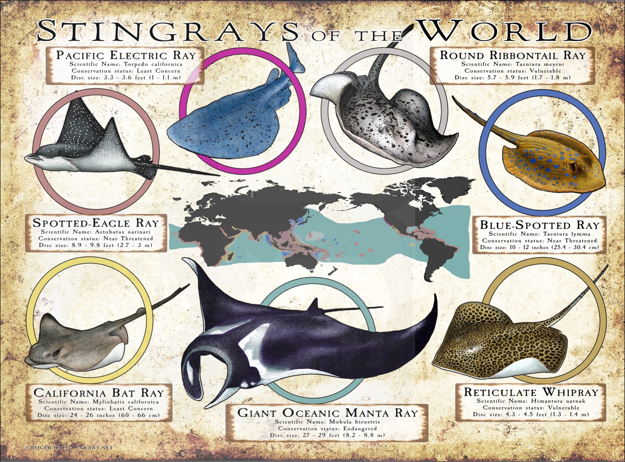 Grey Wolf Subspecies of the World Poster Print