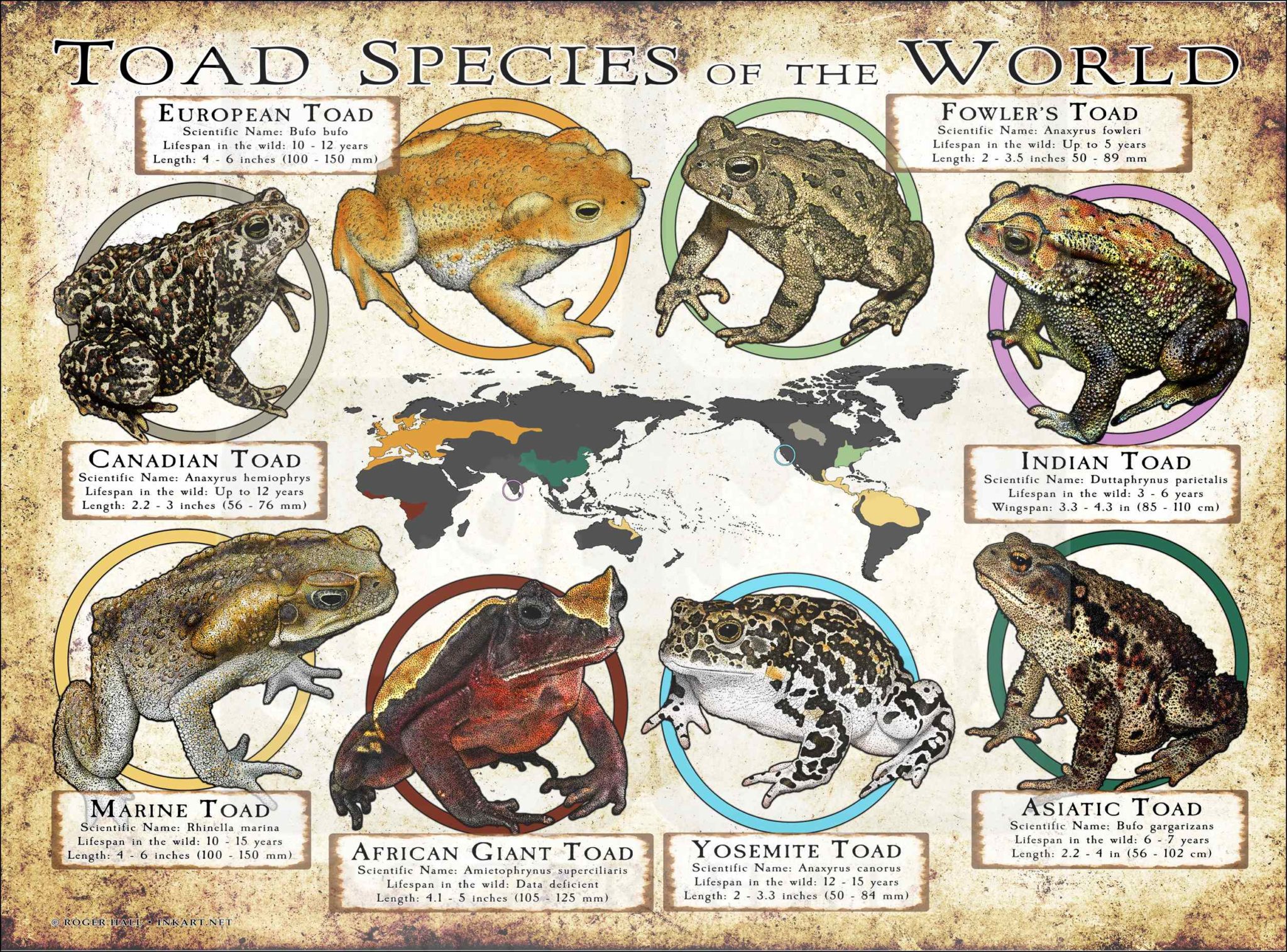 Toad Species Of The World Poster Print