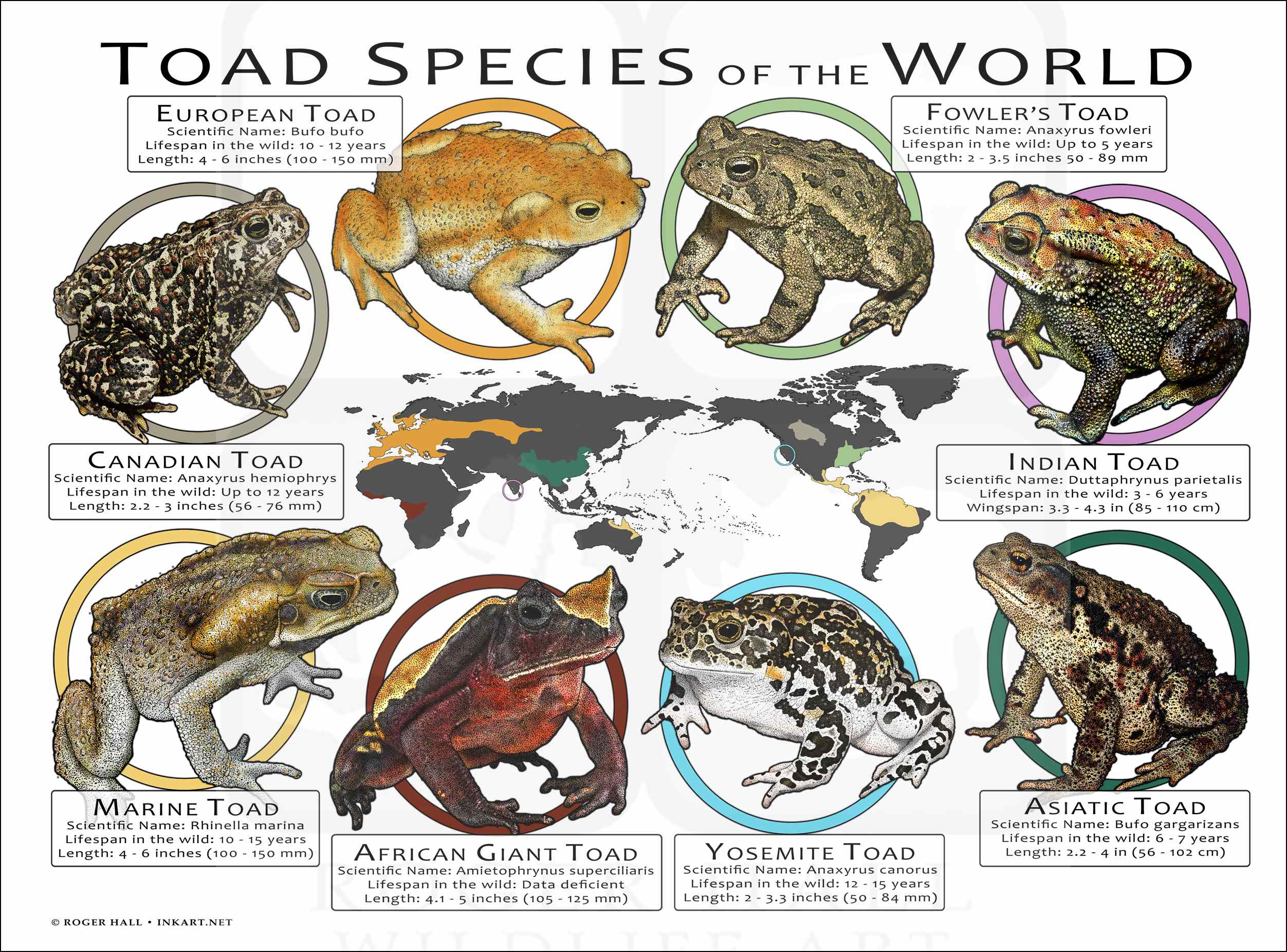 Toad Species Of The World Poster Print