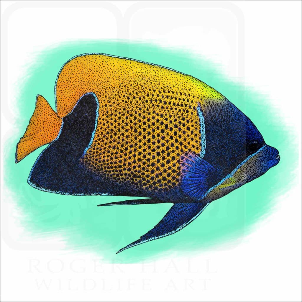 Angelfish of the World Poster Print
