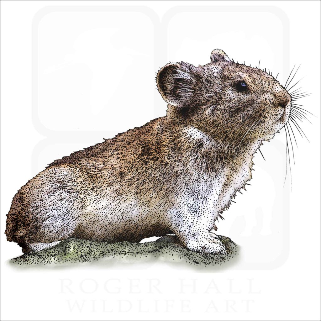Stock Art Drawing of a Collared Pika - inkart