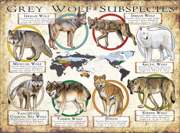 Grey Wolf Subspecies of the World Poster Print