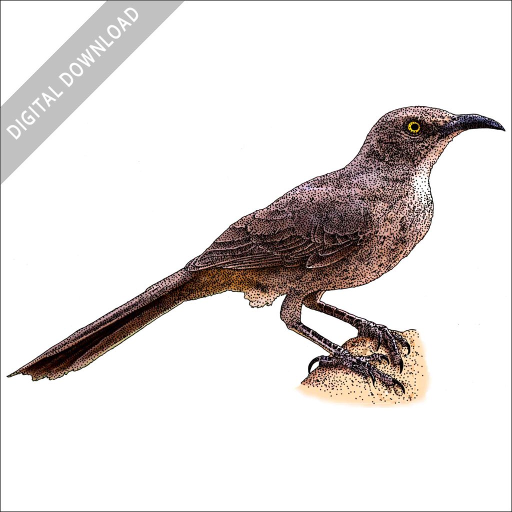 Stock Art Drawing of a Curve-Billed Thrasher