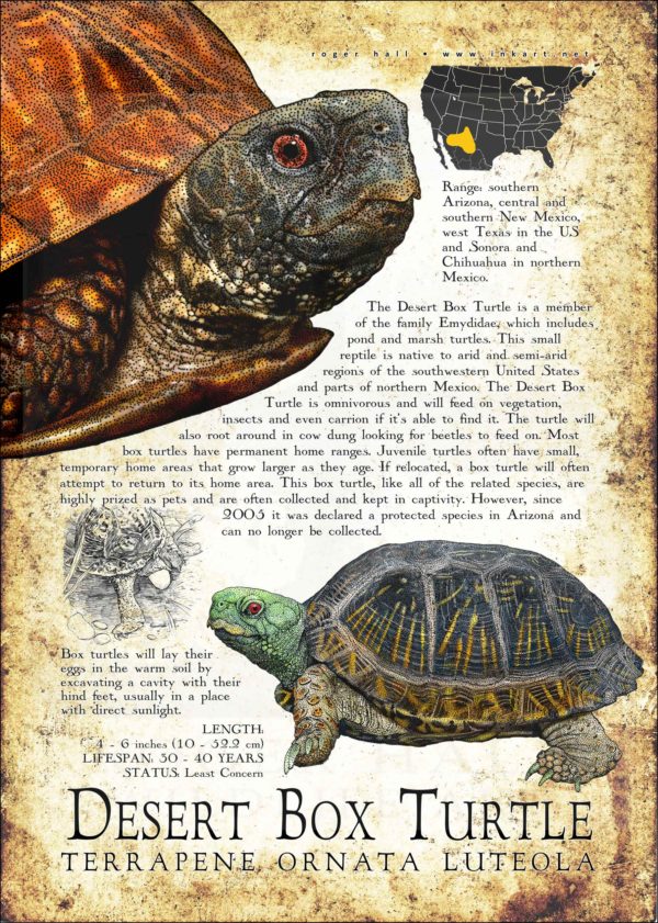 Desert Tortoise Poster Print / Infographic