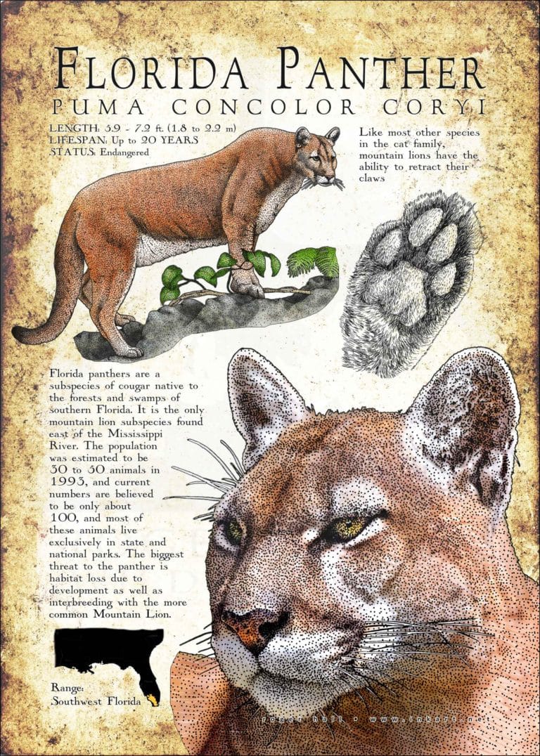 Florida Panther Poster Print / Infographic