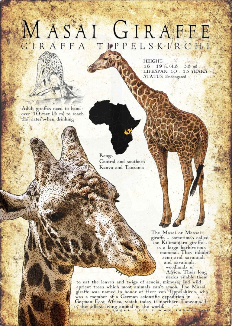 Northern Giraffe Poster Print / Infographic
