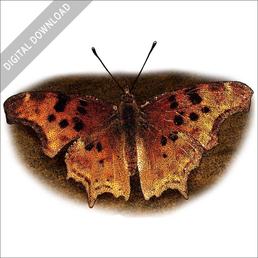 Stock Art Drawing of a Satyr Comma Butterfly
