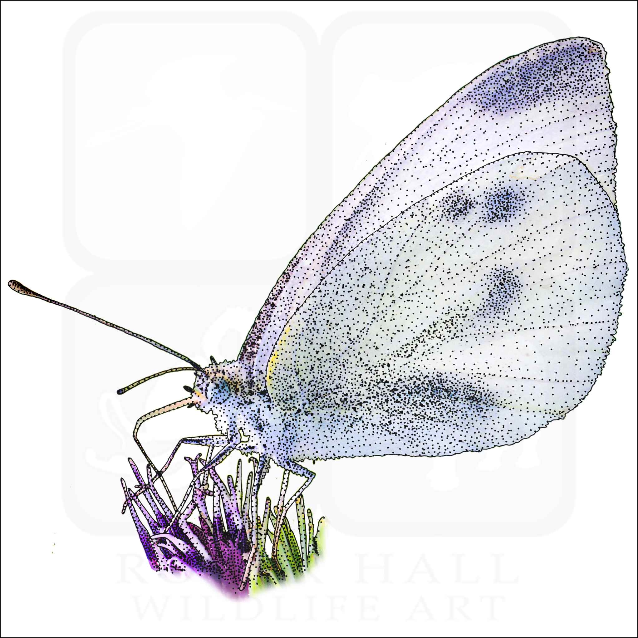 Stock Art Drawing Of A Small White Butterfly