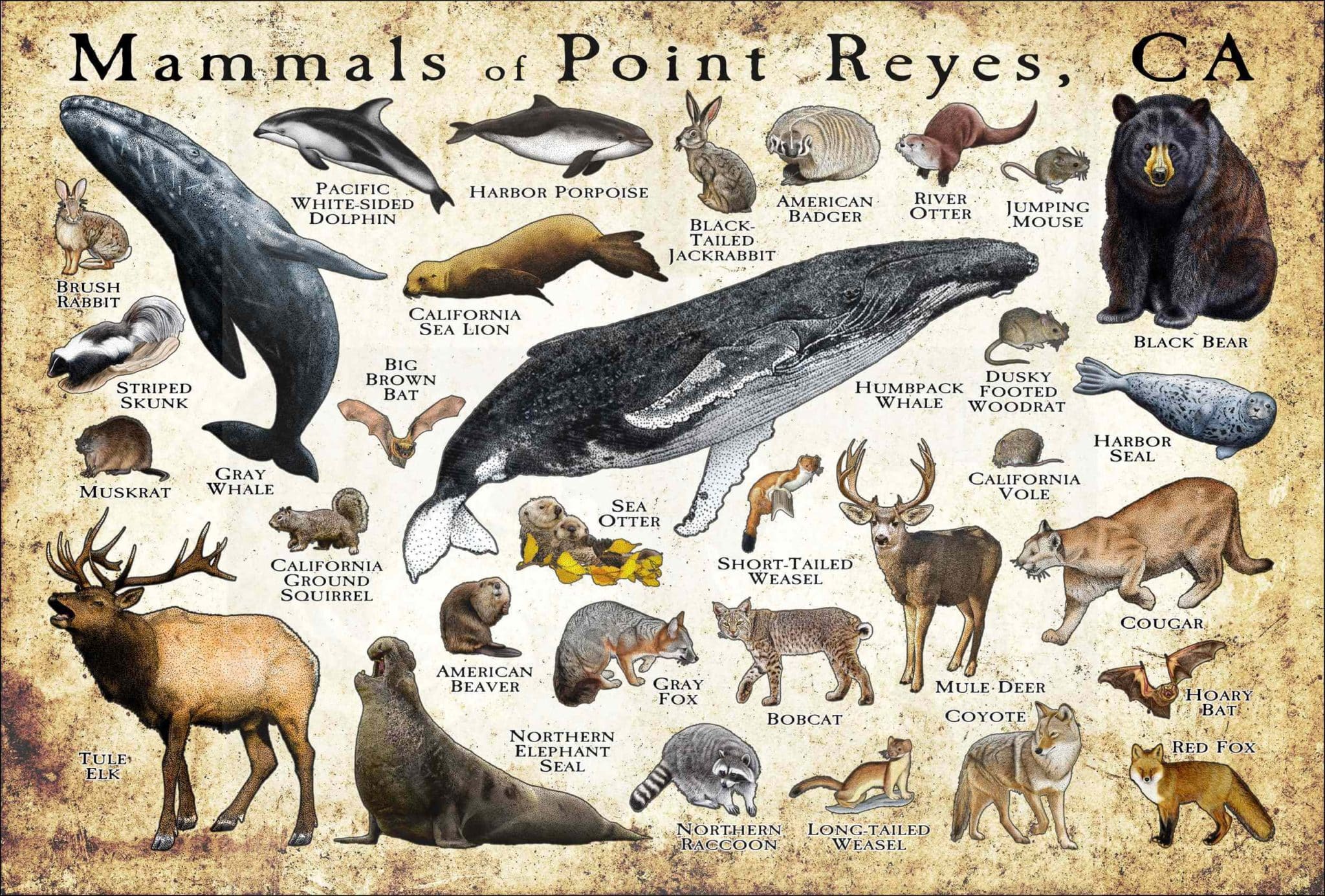 Animals of Sahuaro Ranch in Glendale, Arizona