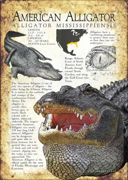 American Alligator Poster - Wildlife Art
