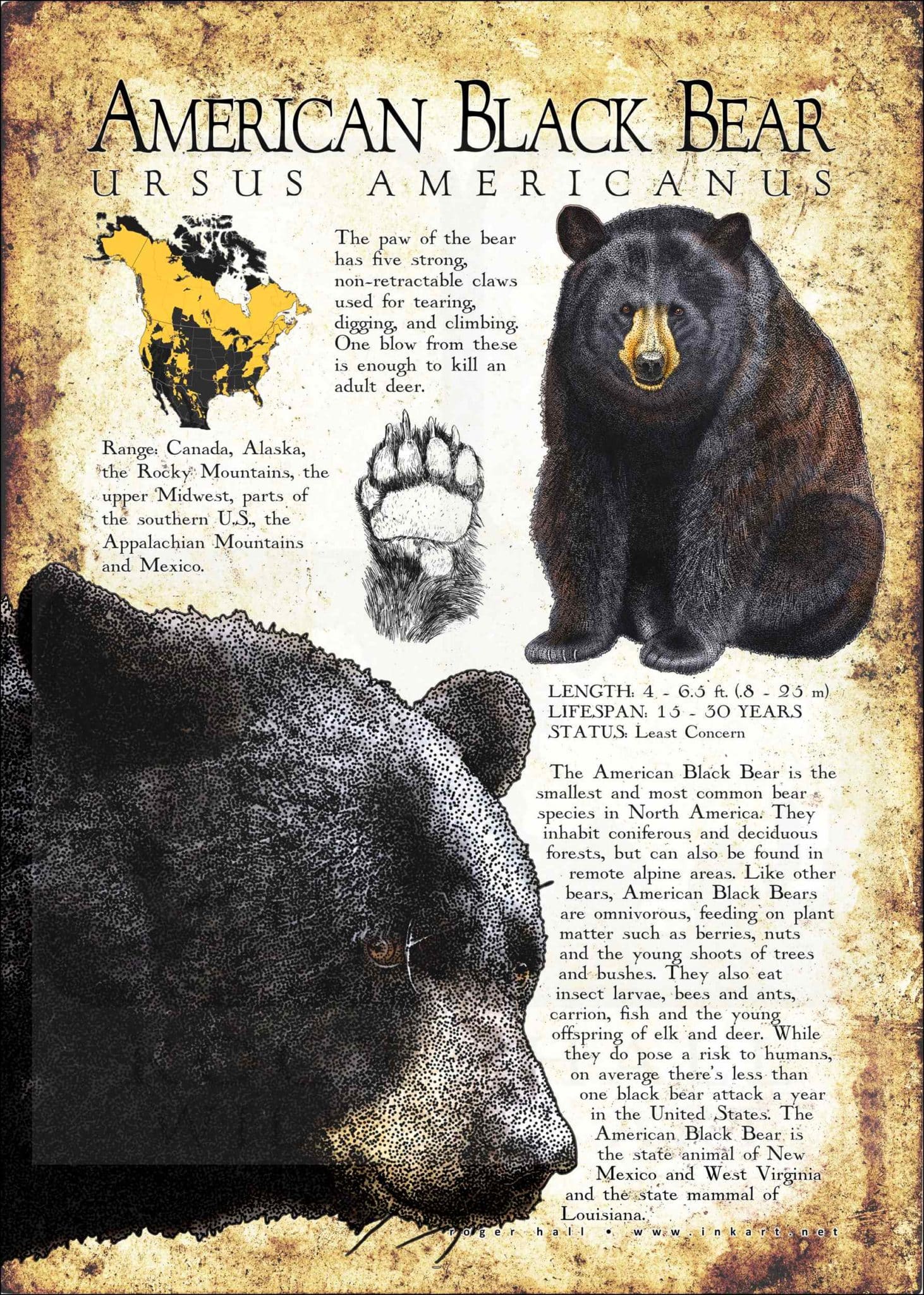 Polar Bear Poster - Wildlife Illustration