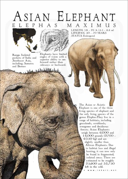 Asian Elephant Poster - Wildlife Art