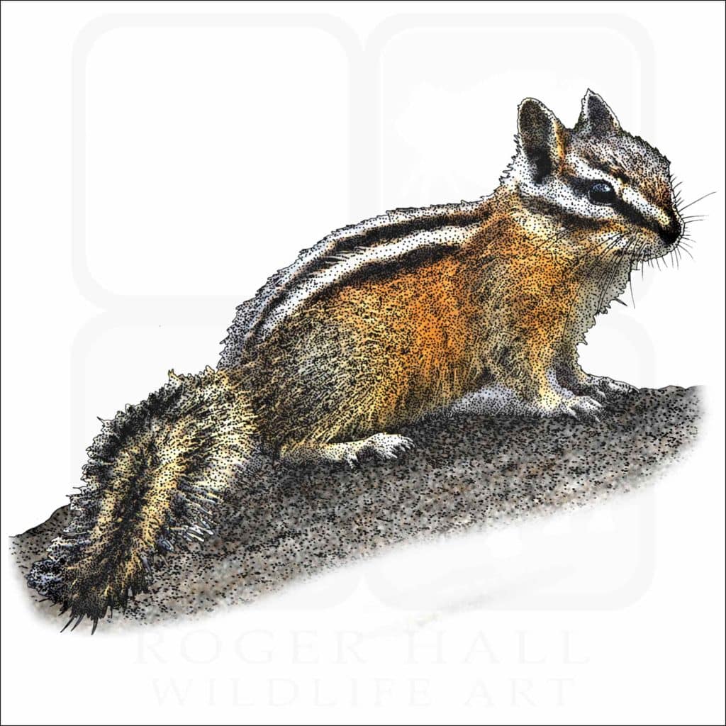 Stock Art Drawing of a Least Chipmunk