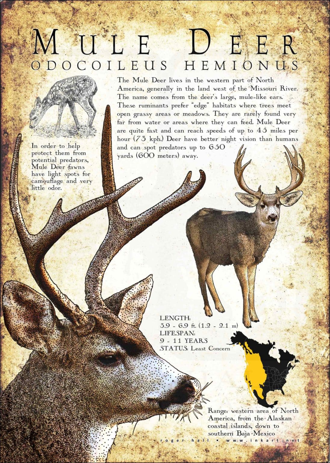 Giant Anteater Poster Print / Infographic