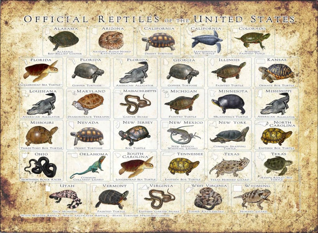 Official Reptiles of the United States Poster Print