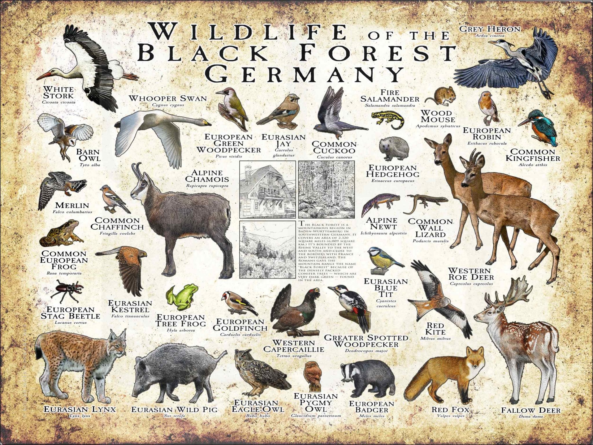 Wildlife of the Black Forest, Germany poster print