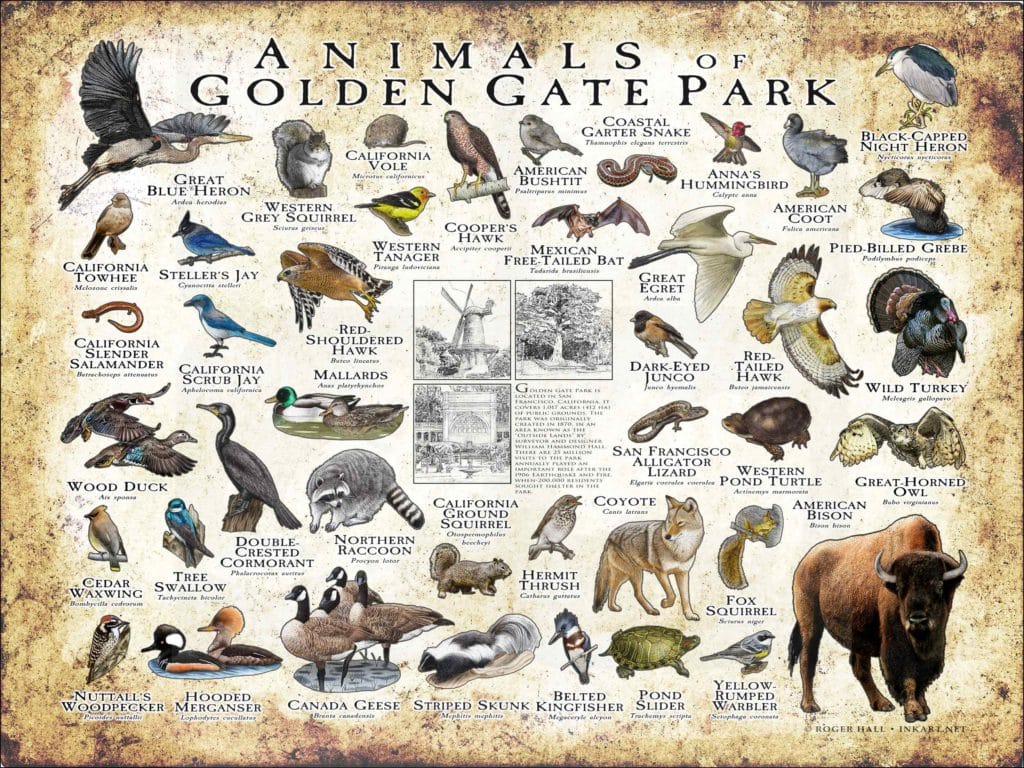 Animals of Golden Gate Park