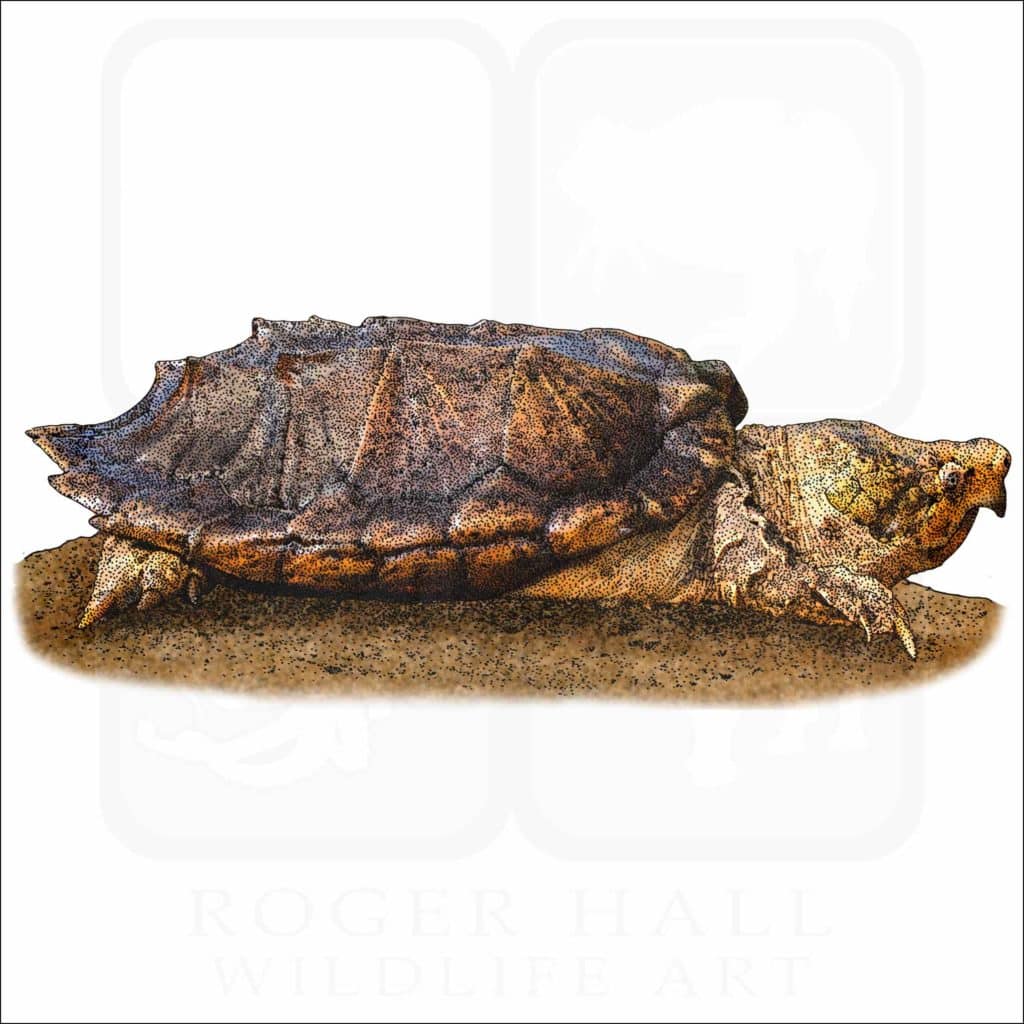 Suwannee Snapping Turtle - Signed Fine Art Print