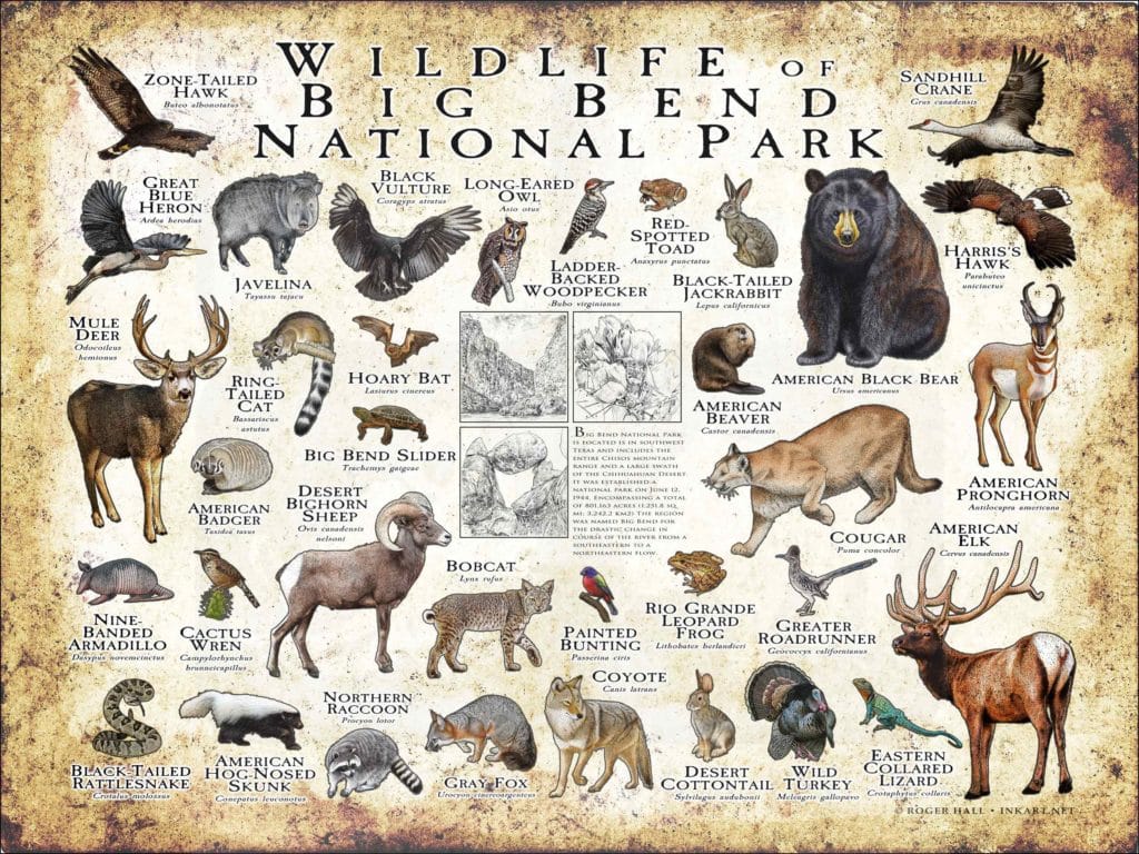 Wildlife of Everglades National Park Poster Print