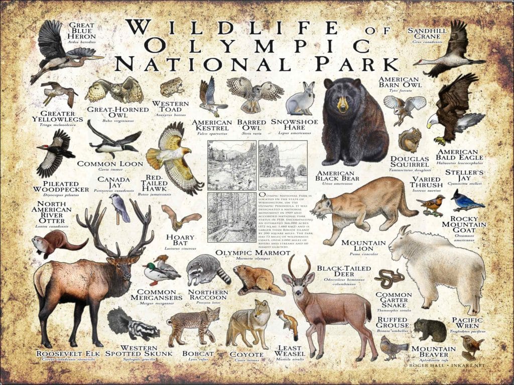 Wildlife of Yellowstone National Park Poster Print