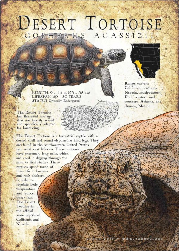 Desert Tortoise Poster Print / Infographic