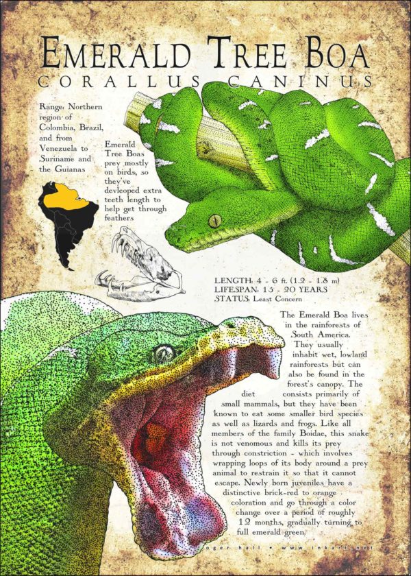 Emerald Tree Boa Poster - Wildlife Art