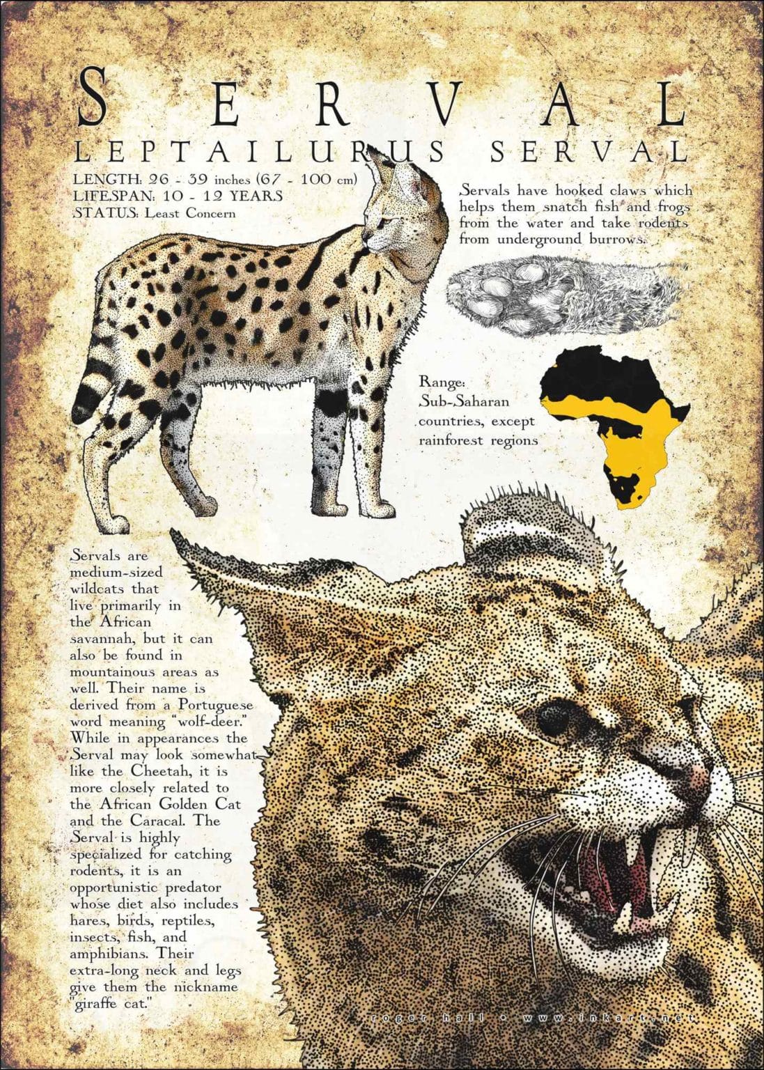 Iberian Lynx Poster Print / Infographic