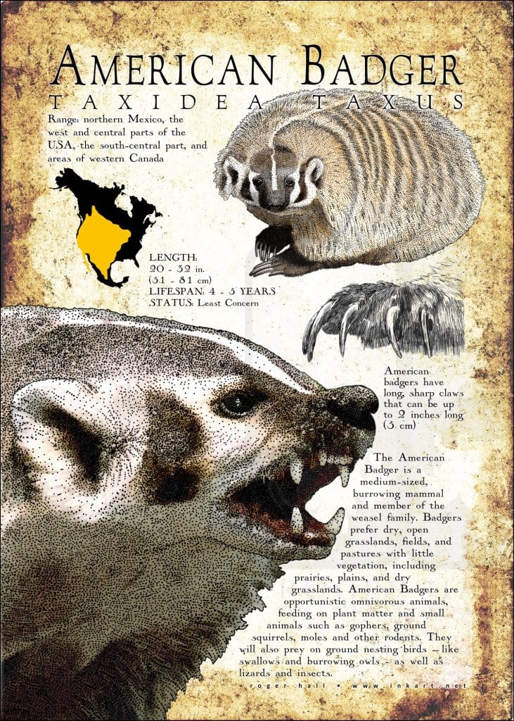 American Badger Poster Print / Infographic