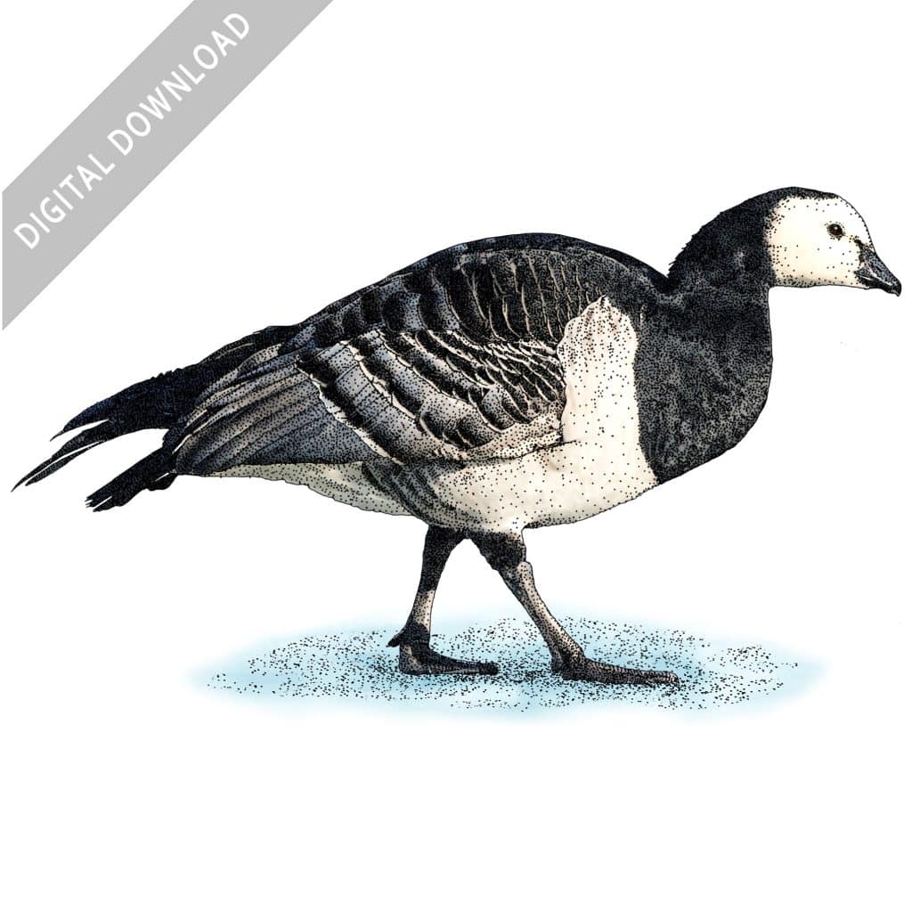 Stock Art Drawing of a Barnacle Goose