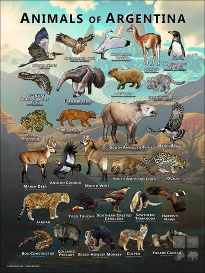 Animals of Brazil Poster Print