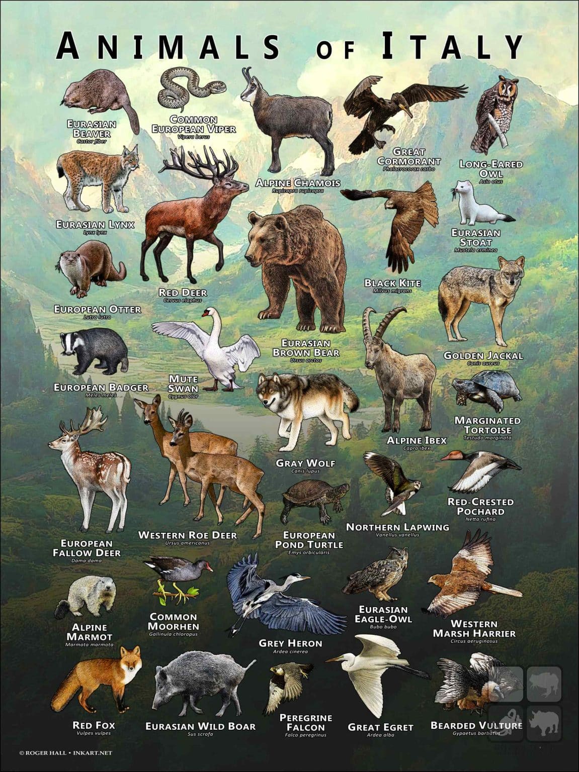 Animals of Malaysia Poster Print