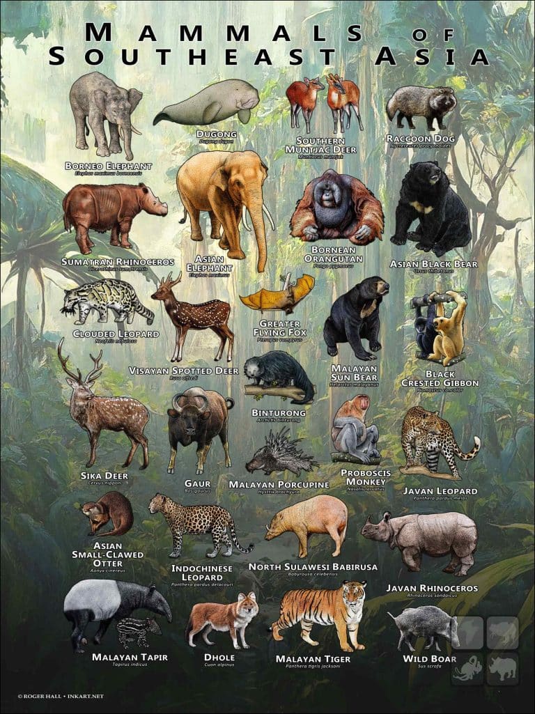 Mammals of Southeast Asia Poster Print