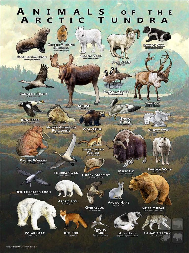 Animals of the Arctic Tundra Poster Print