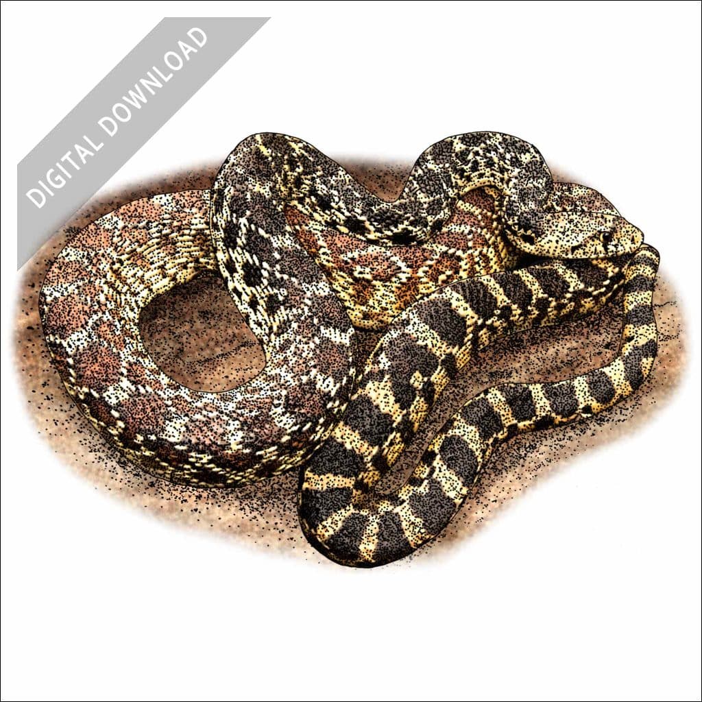 Stock Art Drawing of a Sonoran Gopher Snake
