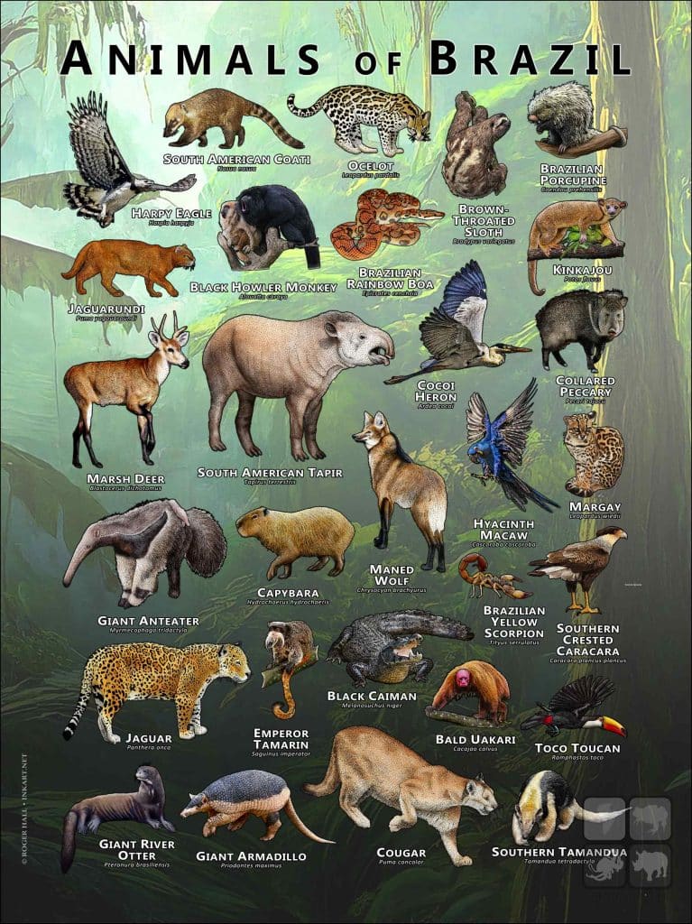Animals of Brazil Poster Print