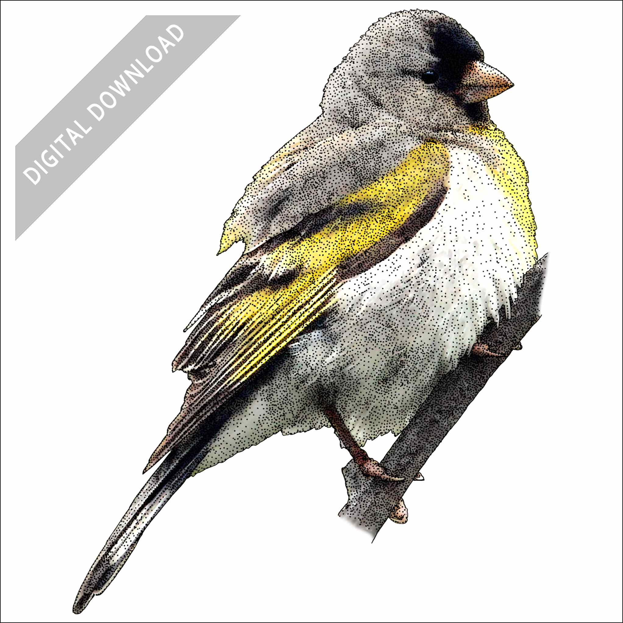 Stock Art Drawing of a Lawrence's Goldfinch
