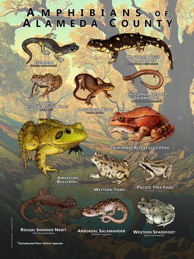 Amphibians of Sonoma County Poster Print