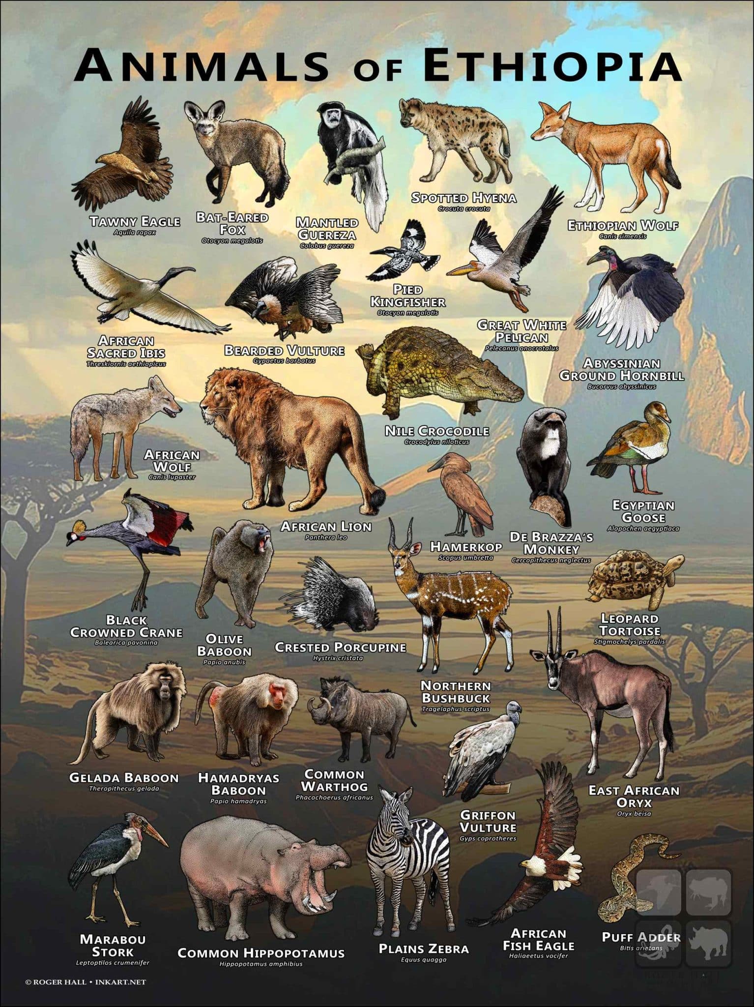 Animals of Egypt Poster Print