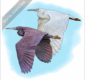 Scientific Illustration by Roger Hall