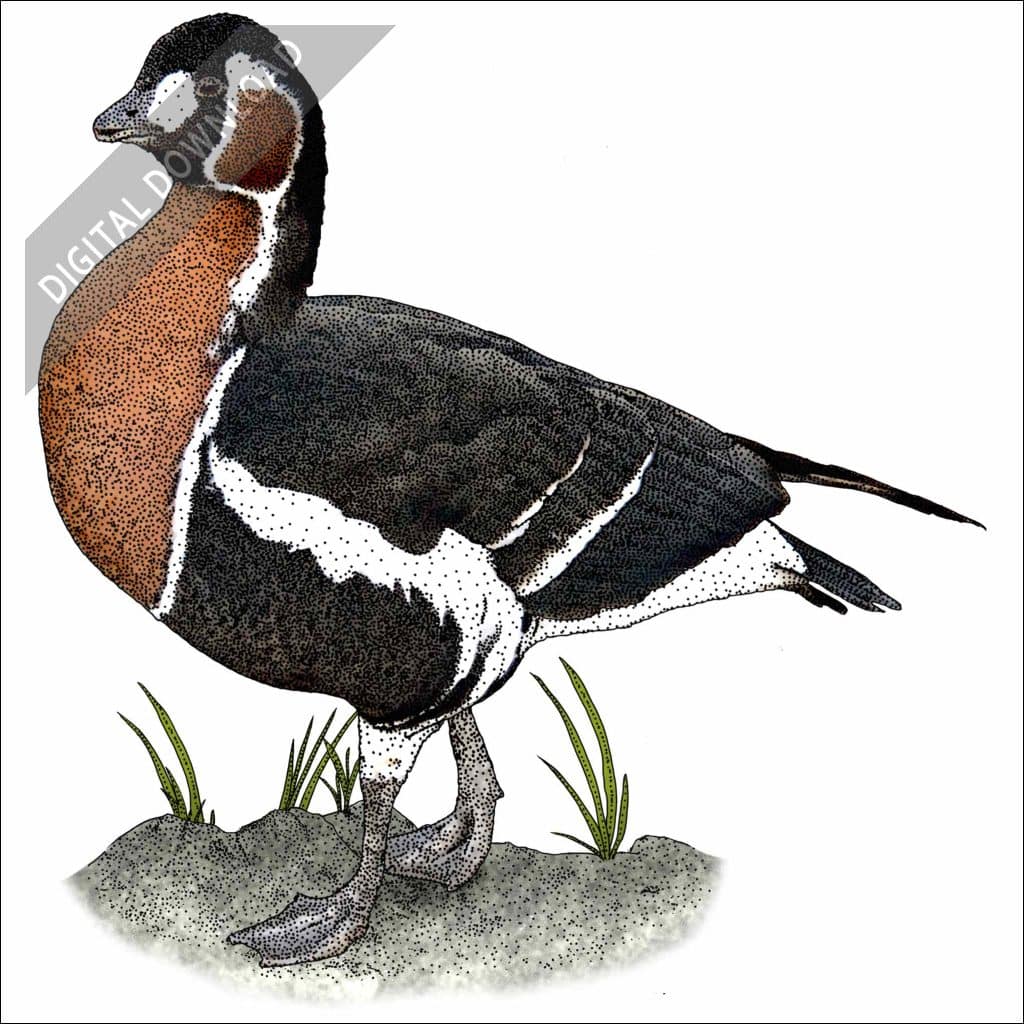Stock Art Drawing of a Red-Breasted Goose