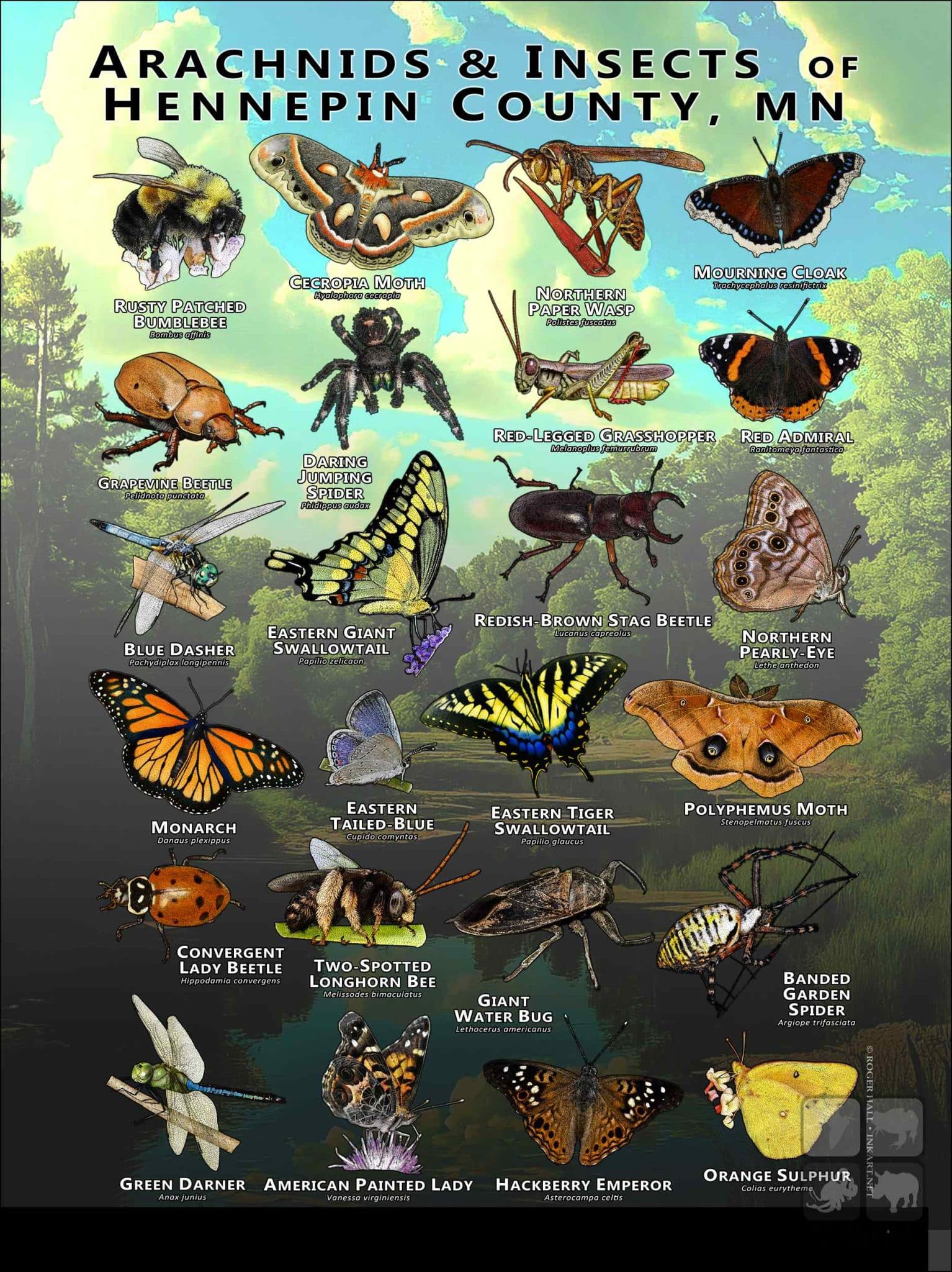 Reptiles & Amphibians of Jackson County, MO Poster Print