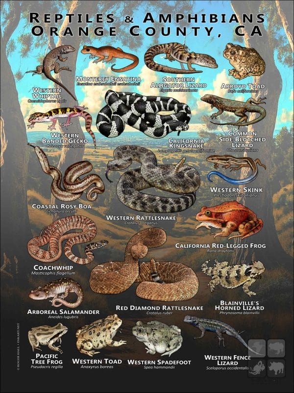 Reptiles of Riverside County, California Poster Print