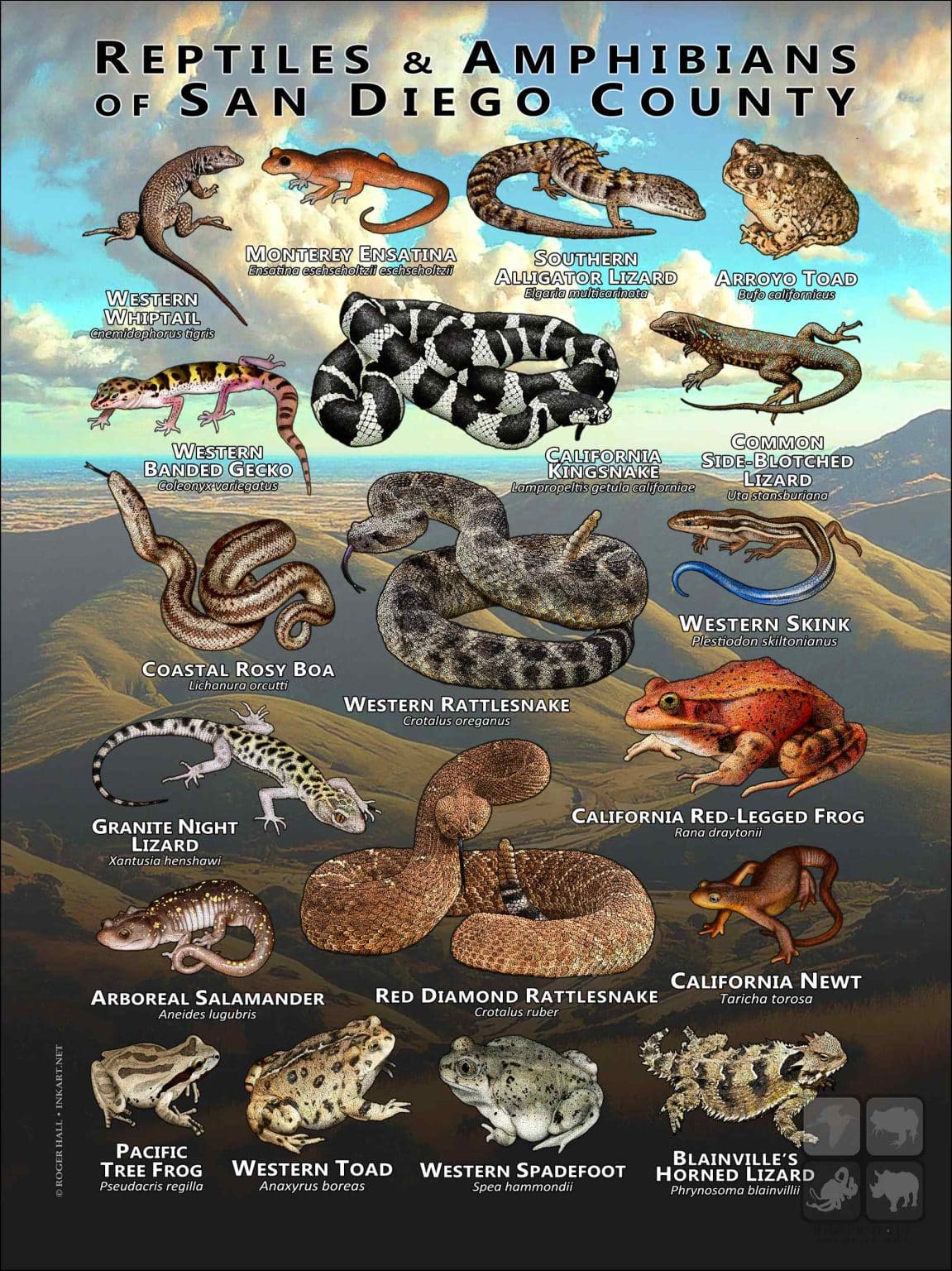 Reptiles of Riverside County, California Poster Print
