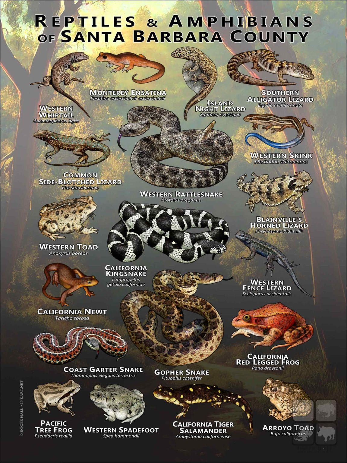 Reptiles of Riverside County, California Poster Print